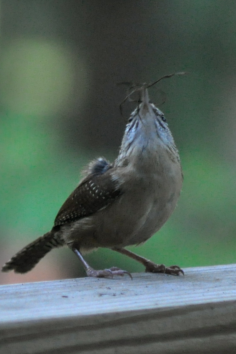 Green Place: Carolina Wrens' New Home