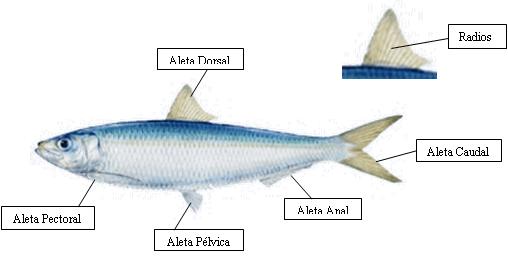 Proyecto Sardina: MORFOLOGIA DE LA SARDINA