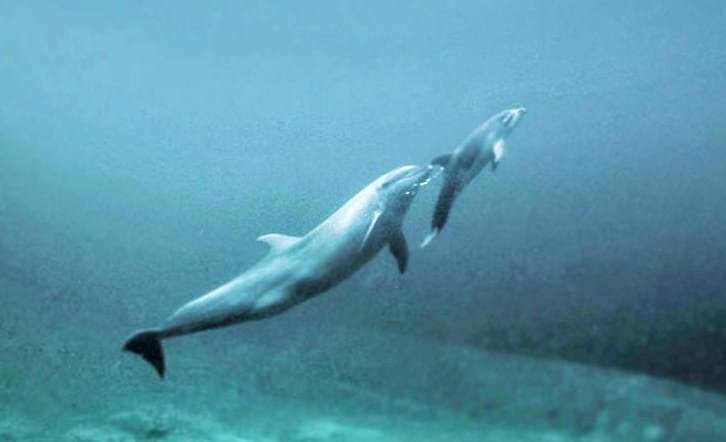 Baby dolphin newest addition to Ocean Adventure family | SubicNewsLink