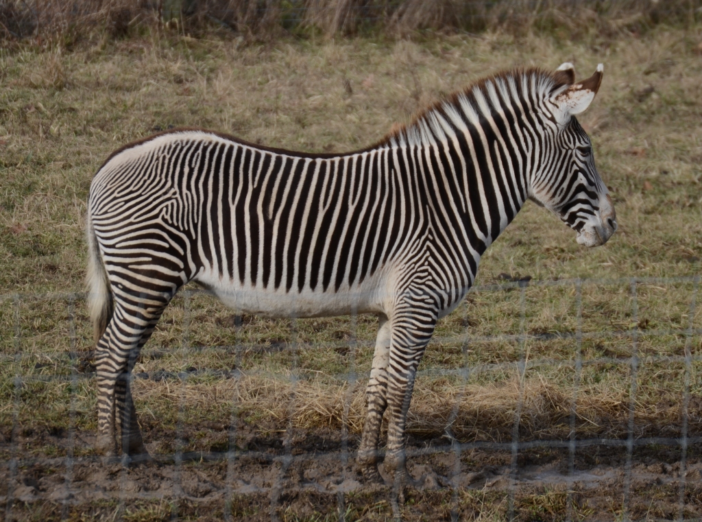 Ohio Birds and Biodiversity: Big mammals make for interesting birding
