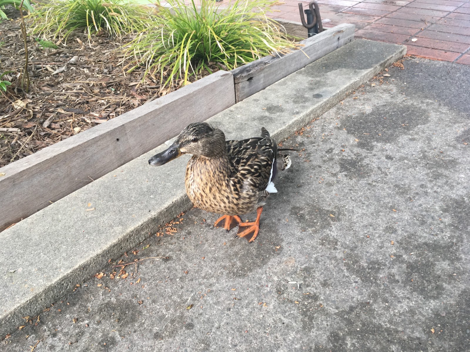 ManuneWs: Canard co(u)l(ée) vert(e)