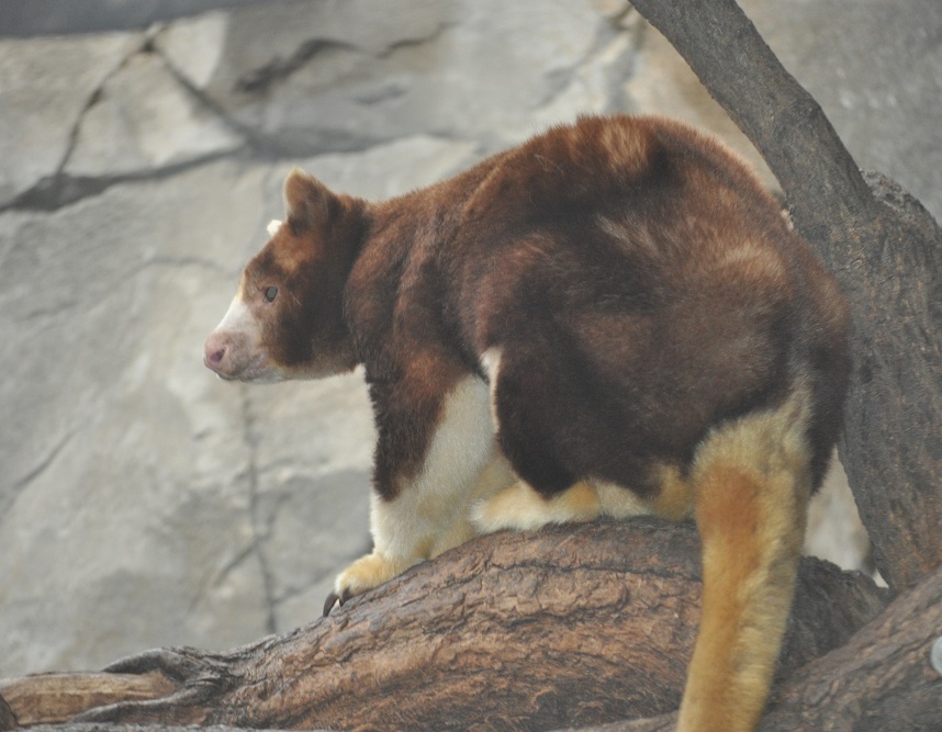 ZOOTOGRAFIANDO (6.100 ANIMALS): CANGURO ARBORÍCOLA DE HUON / MATSCHIE´S ...