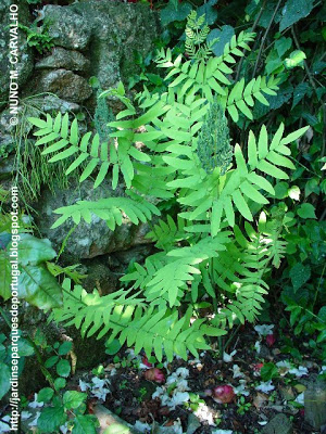 JARDINS E PARQUES DE PORTUGAL: FETO REAL