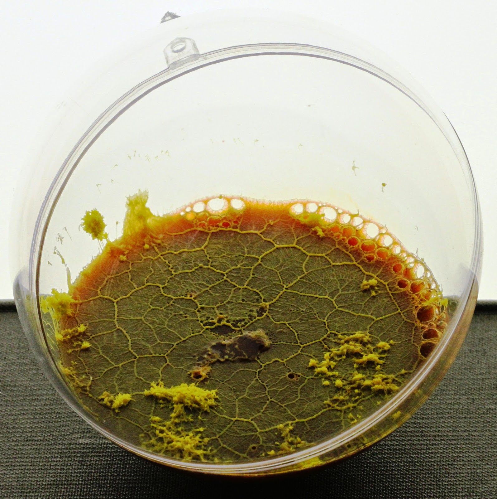 Protista Mirip Jamur Jamur Lendir ~ Munawi Inside