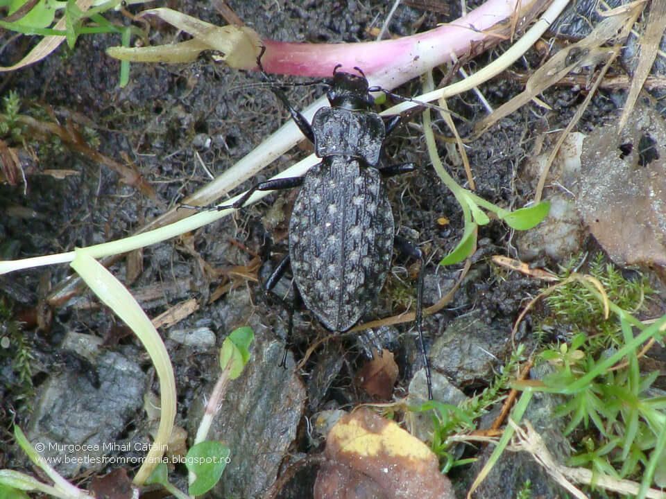 Beetles from Romania: Carabus (Hydrocarabus) variolosus