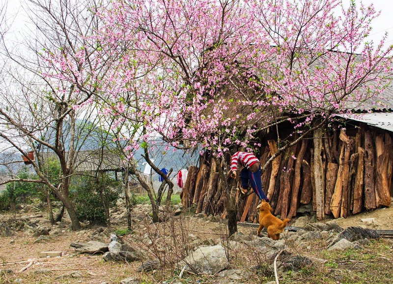 Impressive Moments Of Spring Vietnam