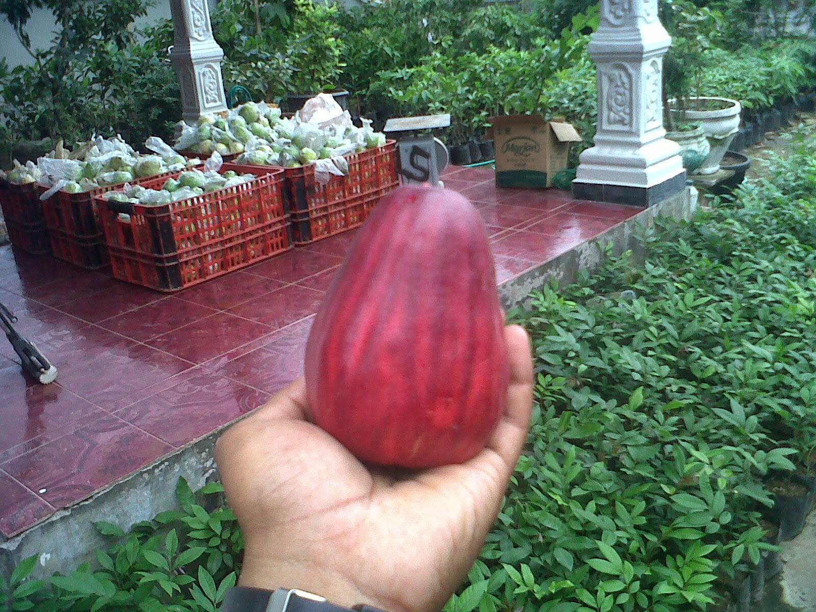 BIBIT BUAH JEMBER: JAMBU BOL JAMAIKA