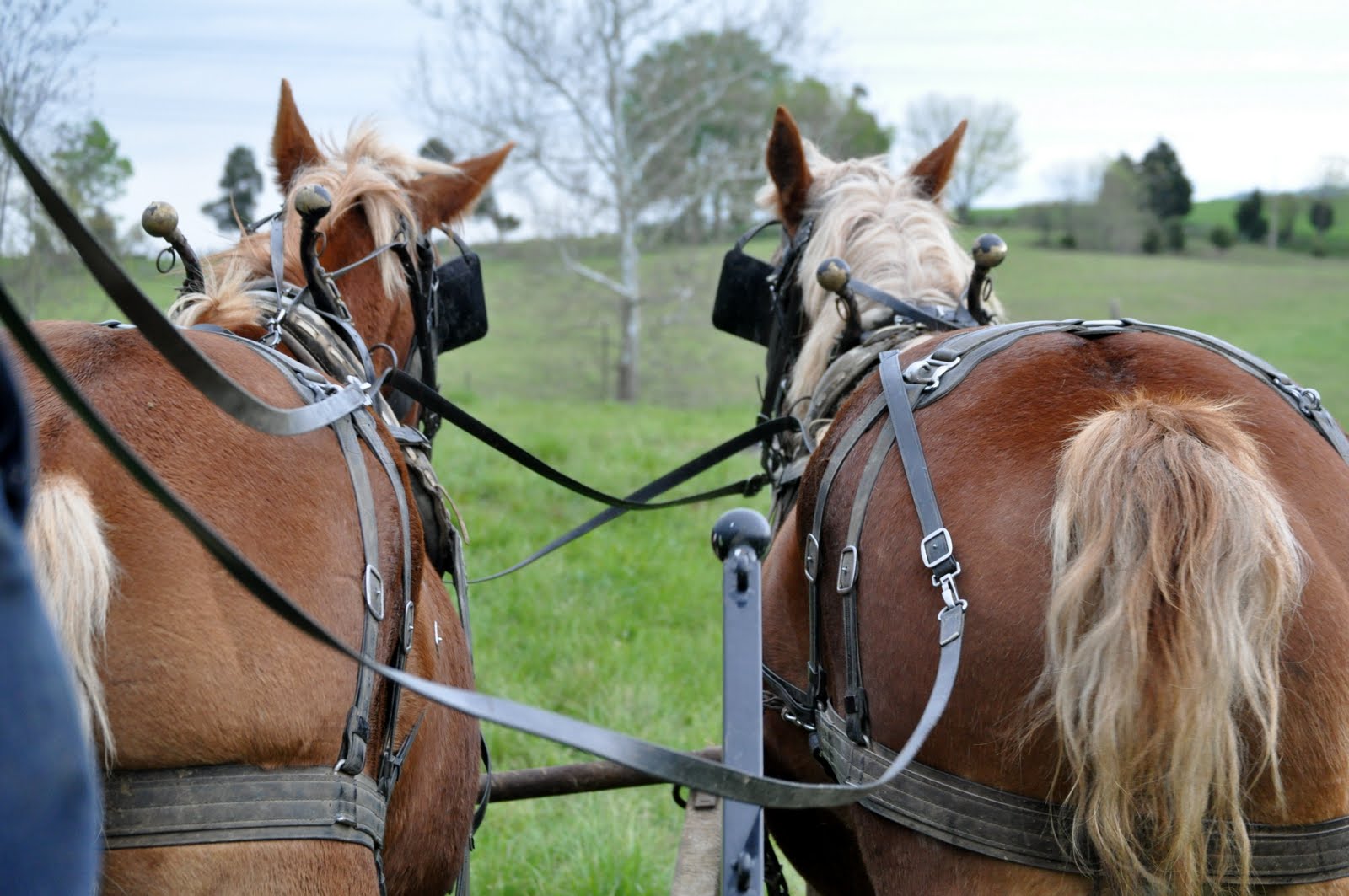 Cedarmore Farm CSA: Hard Working Horses