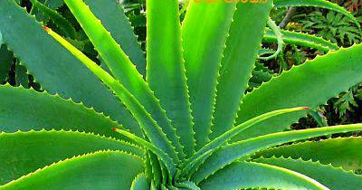 කෝමාරිකා (Alove vera) ~ අපේ ඔසුපැළ Medicinal Plants of Sri Lanka