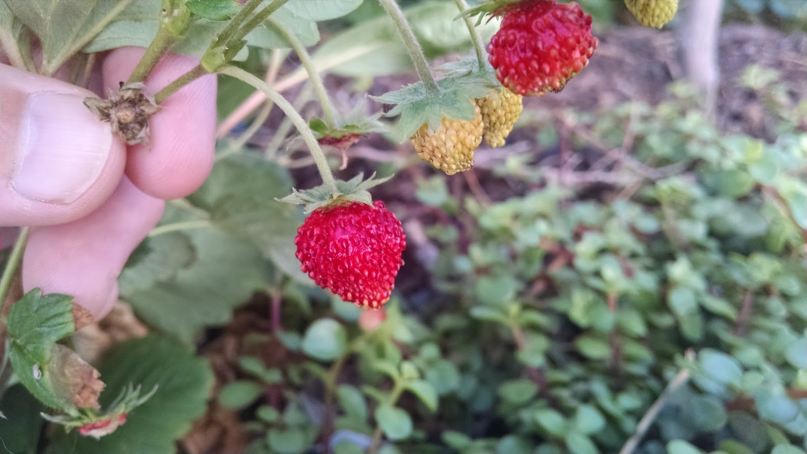 Desert Valley Orchard: Alpine Strawberry