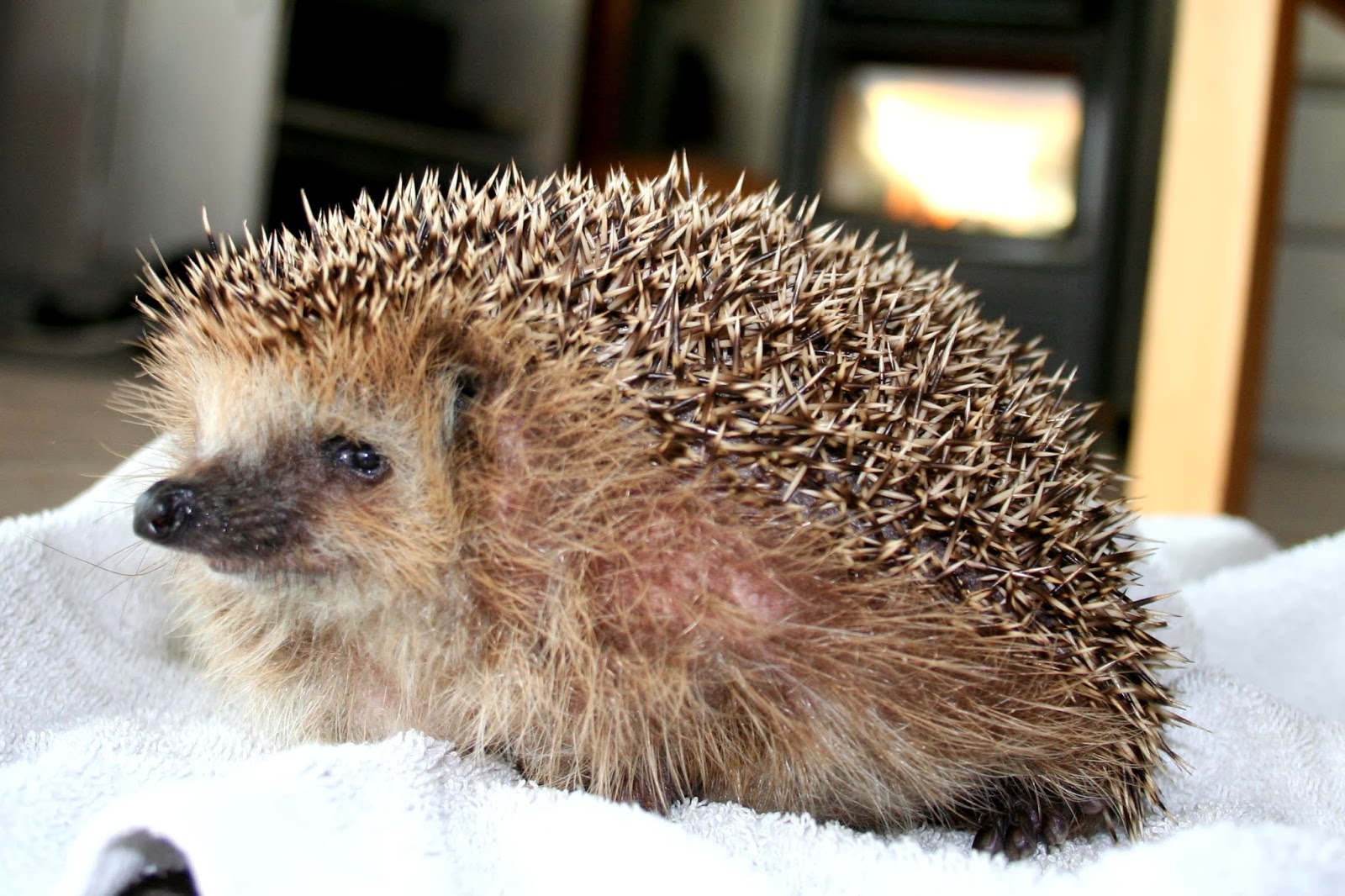 En helt uvanlig hverdag: Piggen