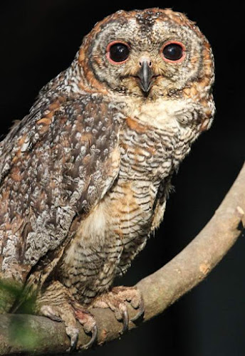 Birds of India | Bird World: May 2017