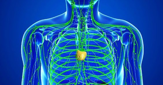 How to Drain Your Lymphatic System and Why It’s Important - Quachhung ...