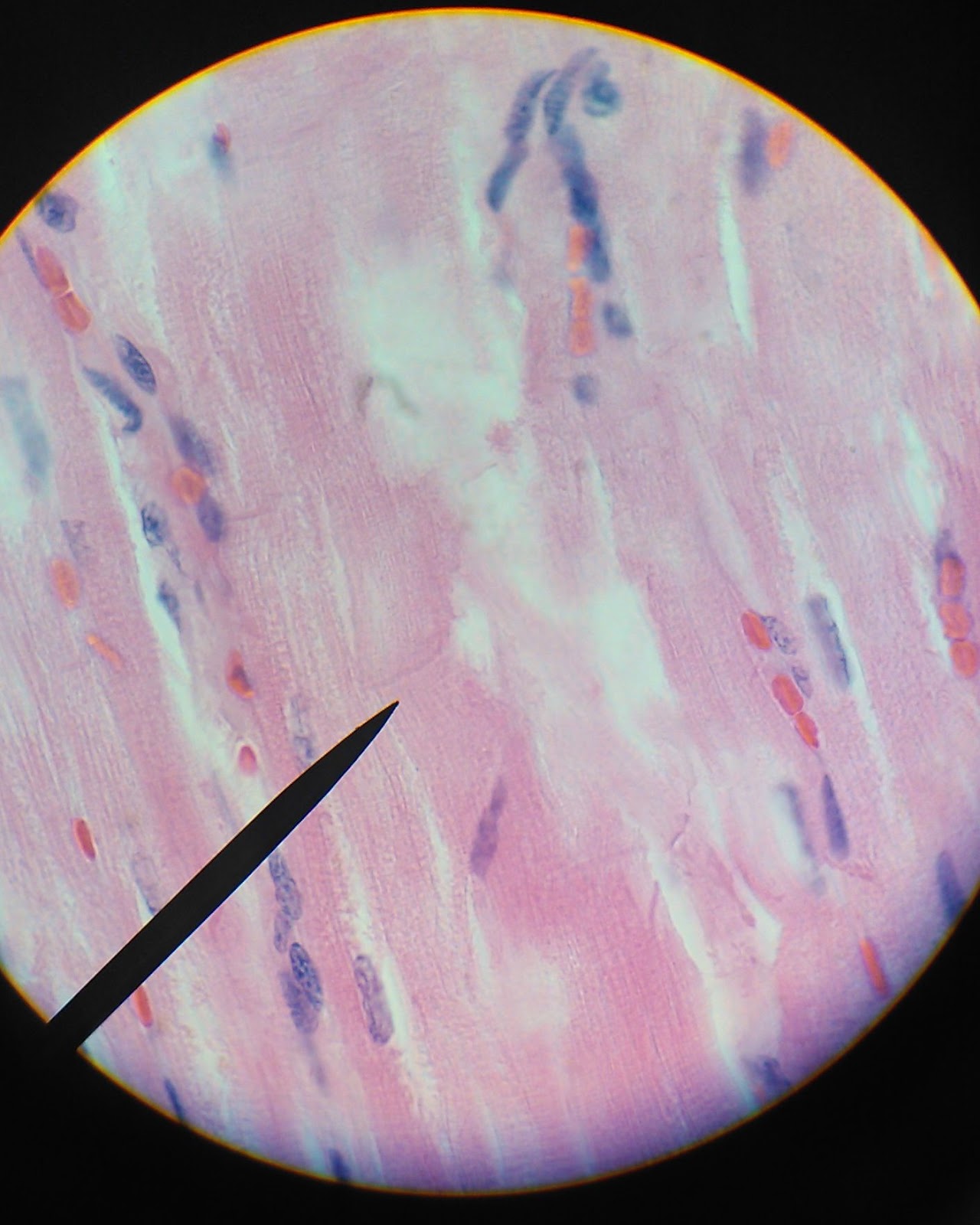 HISTOLOGIA: TEJIDO MUSCULAR
