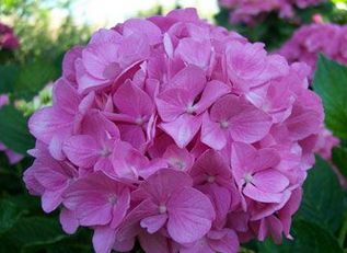 Hortensia( Hydrangea hortensis) | Toate Florile