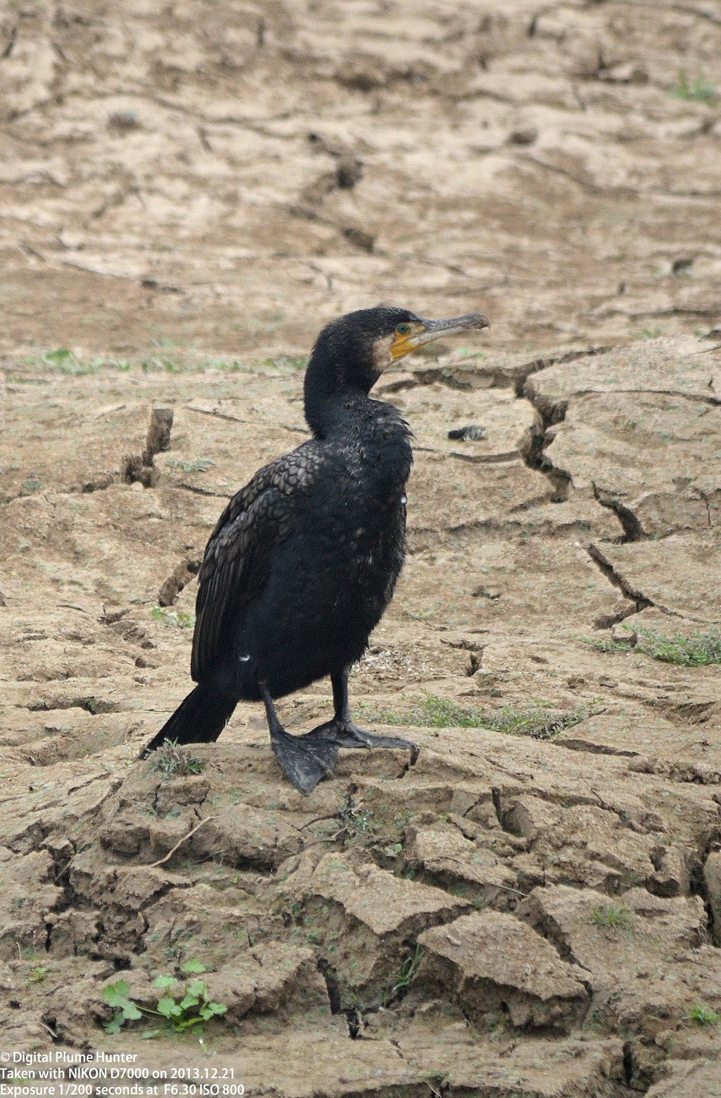 Hunting Digital Plumes in the US and Beyond: Birding the Extraordinary ...