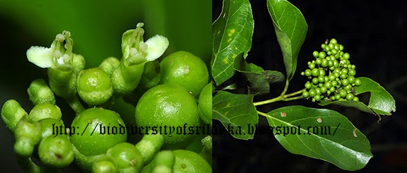 Biodiversity of Sri Lanka: මිදි ගස්/මහ මිදි/හීන් මිදි/වල්-වෙල්-මිදි ...