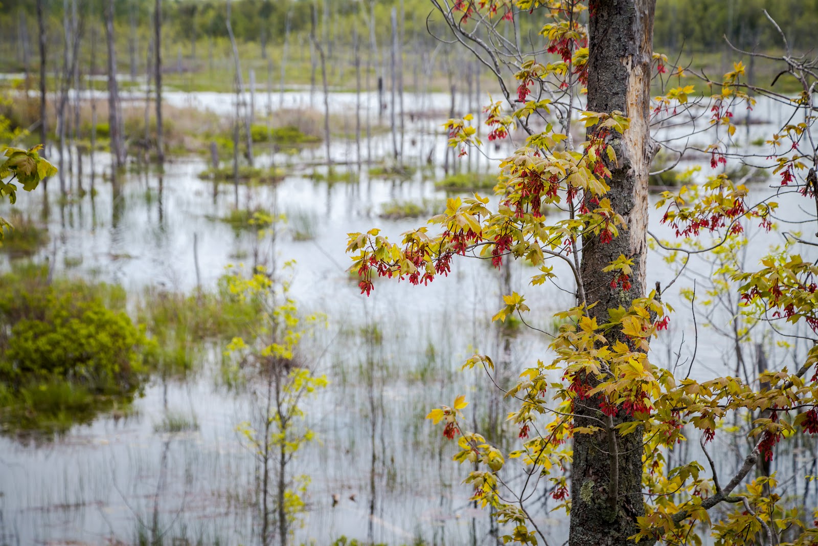 When Is The Best Time to Visit MacGregor Point Provincial Park ...