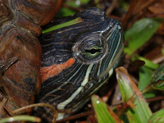 Mr. & Mrs. Y's Turtle Life: Turtle eye diseases