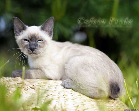 Cat Chit Chat: Mekong Bobtail cat