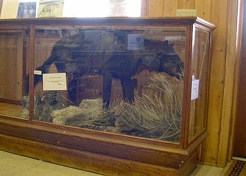 Kriptozoológia - Az állatvilág rejtélyes oldala: Shunka Warak'in ...