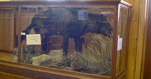 Kriptozoológia - Az állatvilág rejtélyes oldala: Shunka Warak'in ...