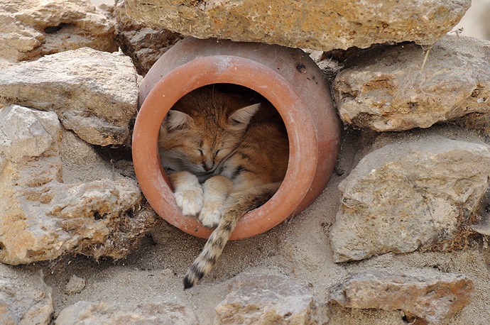 En plus d' avoir les oreillessurdimensionnées, le Chat des Sables a ...