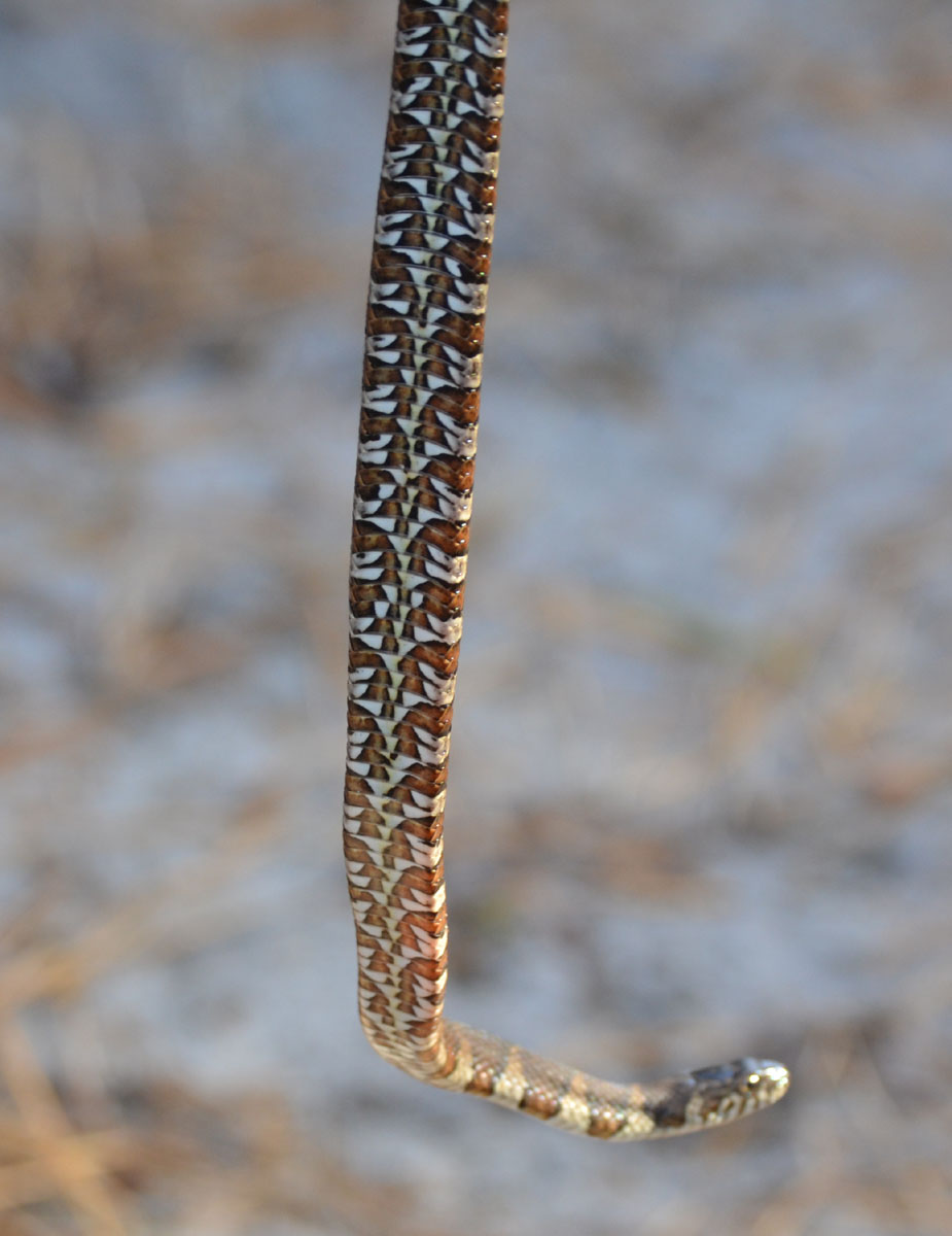 Woods Walks and Wildlife: A Pine Barrens Bog