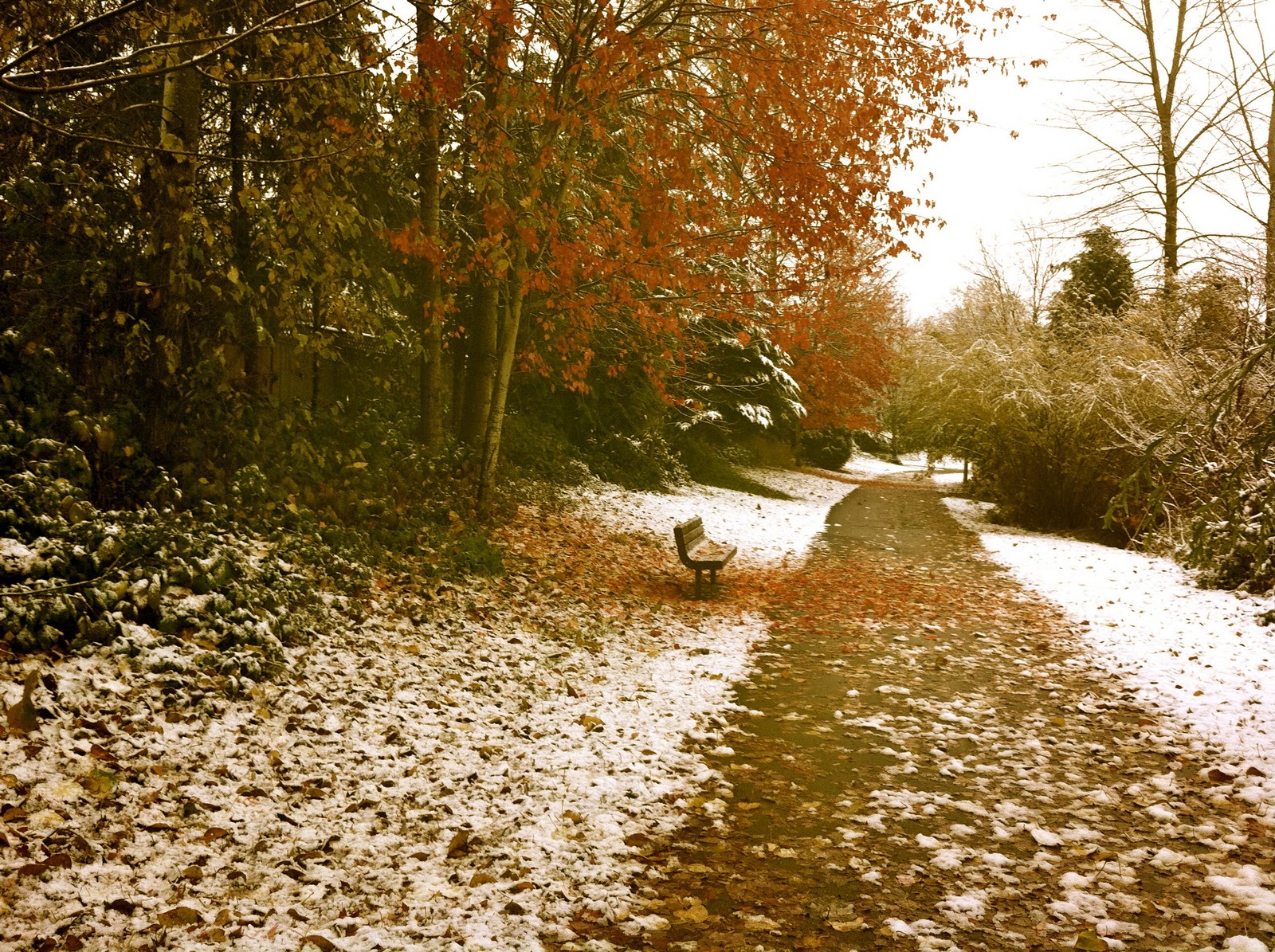 Beck Bulletin: November Snow
