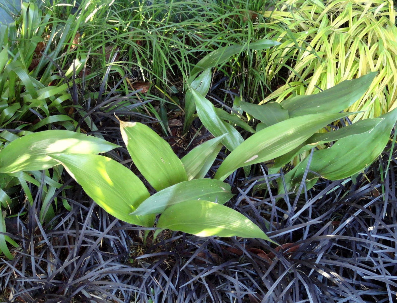 danger garden: The lowly Cast Iron Plant, my favorite plant in the ...