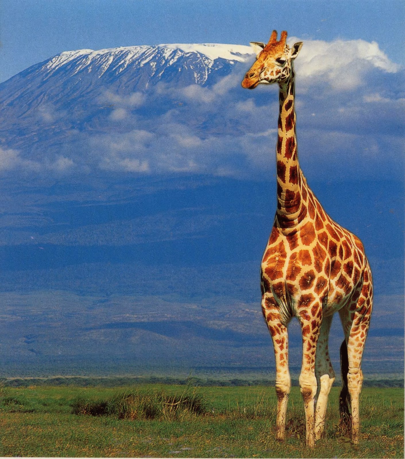 DID YOU KNOW TANZANIA VOTED THE BEST SAFARI COUNTRY OF AFRICA BY THE ...