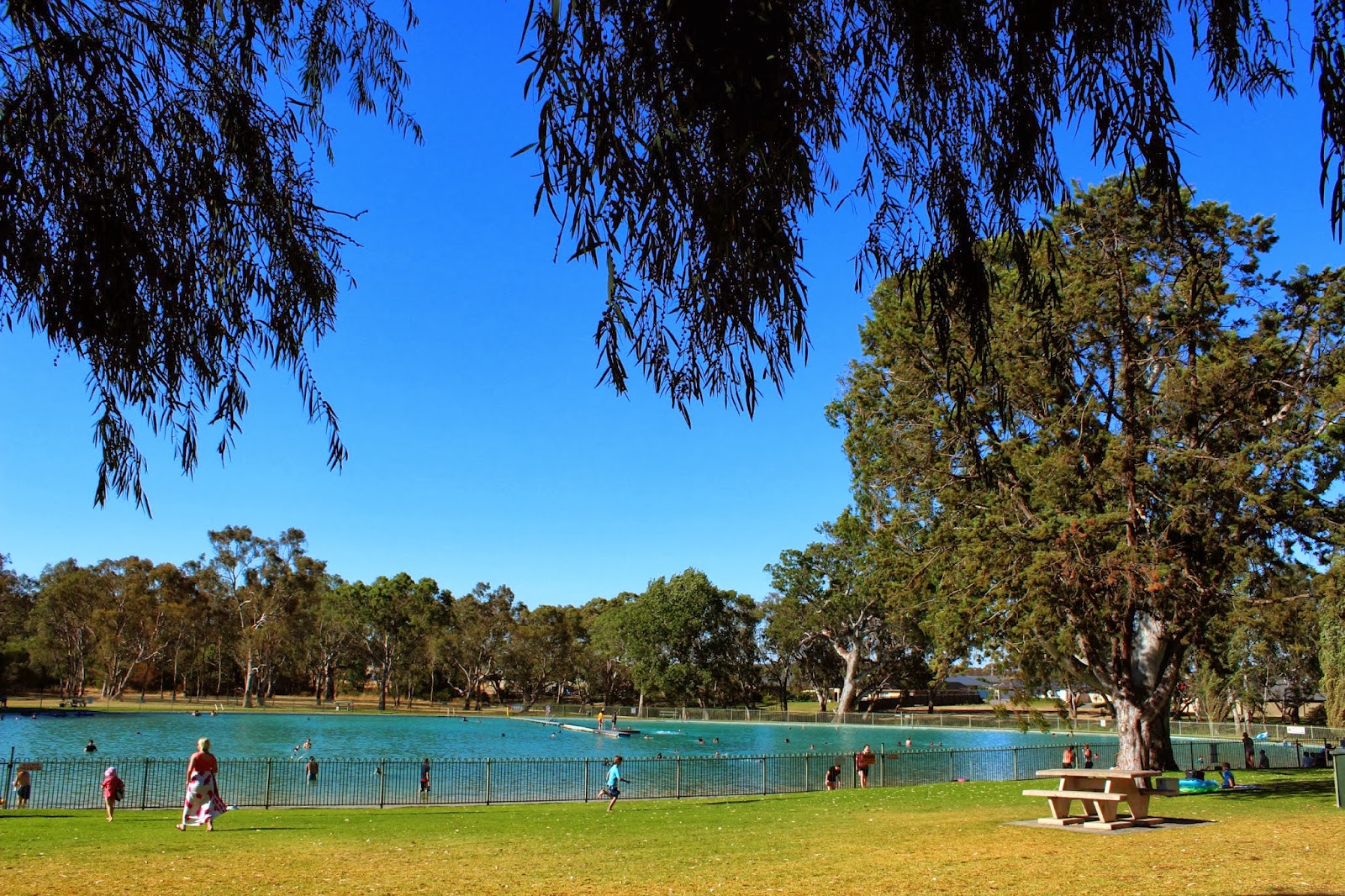 ZippyZippy: Naracoorte Swimming Lake