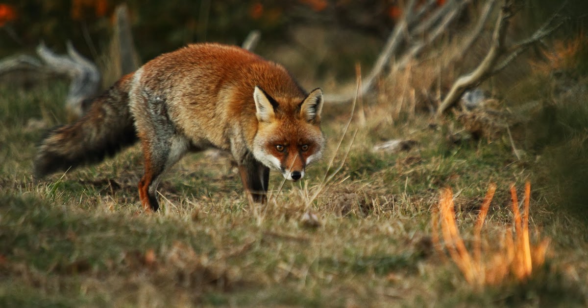 FOTOGRAFÍA DE FAUNA: MAMIFEROS