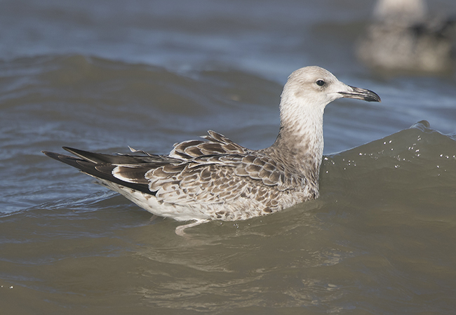 PLODDINGBIRDER: Juvenile Caspian Gull!