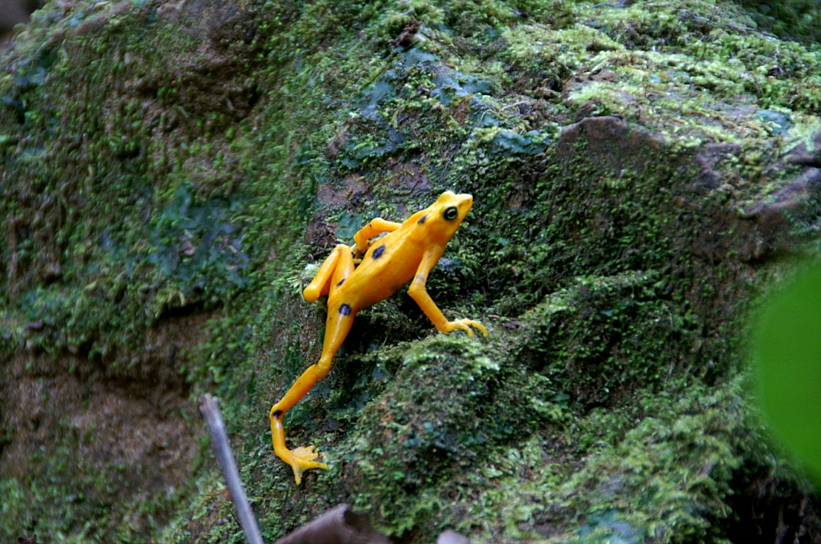 Real Monstrosities: Panamanian Golden Frog