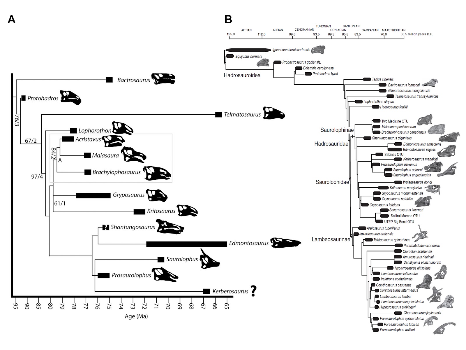 Species New to Science: [Paleontology • 2011] Acristavus gagslarsoni ...