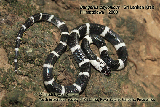 August 2015 | සිංහල වෙදකමේ රහස්.......