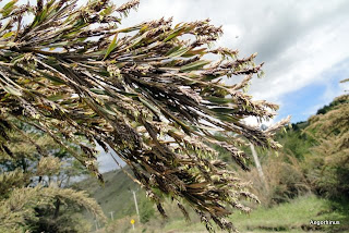 Para prevenir el Hanta Virus: LA FLORACIÓN MASIVA DE LA CAÑA COLIHUE ...