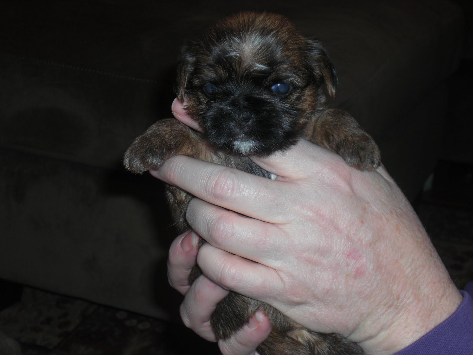 Tiny Shorkie Puppies: THREE WEEK OLD PUPPY PICS