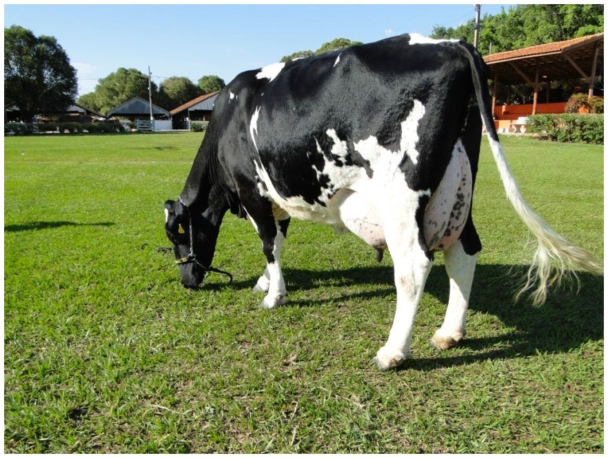 Generalidades de la Ganadería Bovina.: Girolando