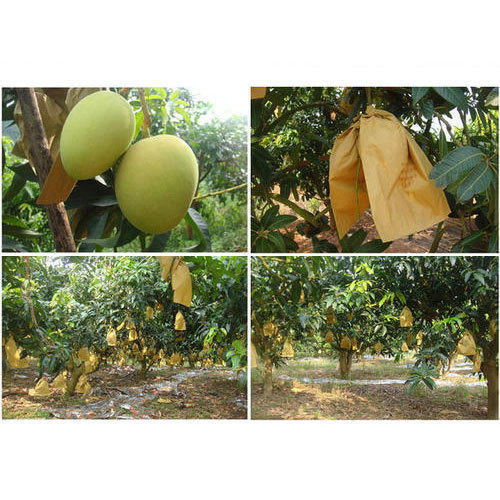 Mad About Mangoes: Bagging Mangoes - Protect Your Fruits