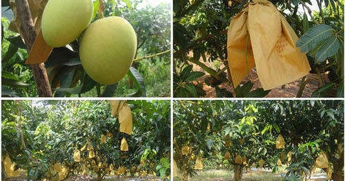Mad About Mangoes: Bagging Mangoes - Protect Your Fruits