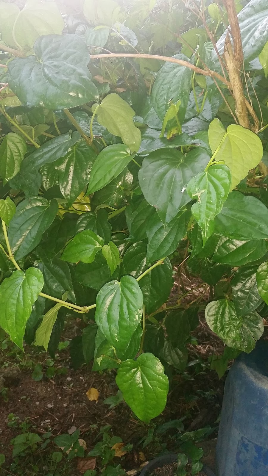 Warisan Petani: Pokok Sirih