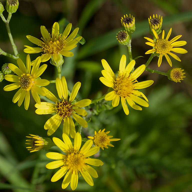 Wildlife Conservation from the Heart of the Levels in Somerset UK ...