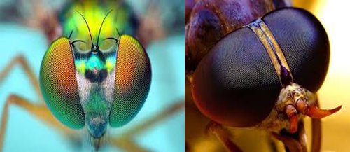 Picaduras de Insectos: 2 Tipos de ojos en los insectos