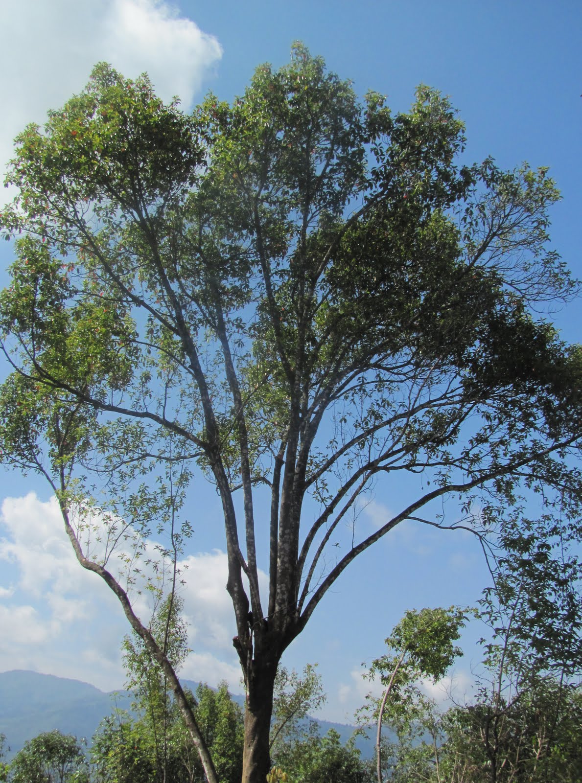 Village View: Local trees of Nagaland