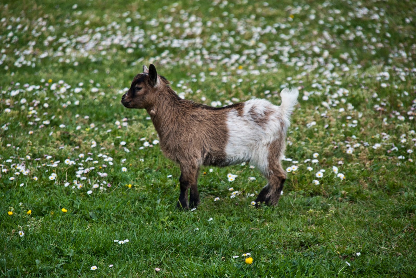 NUCLEO ZOOLOGICO TUERNES EL PEQUEÑO: CABRAS ENANAS