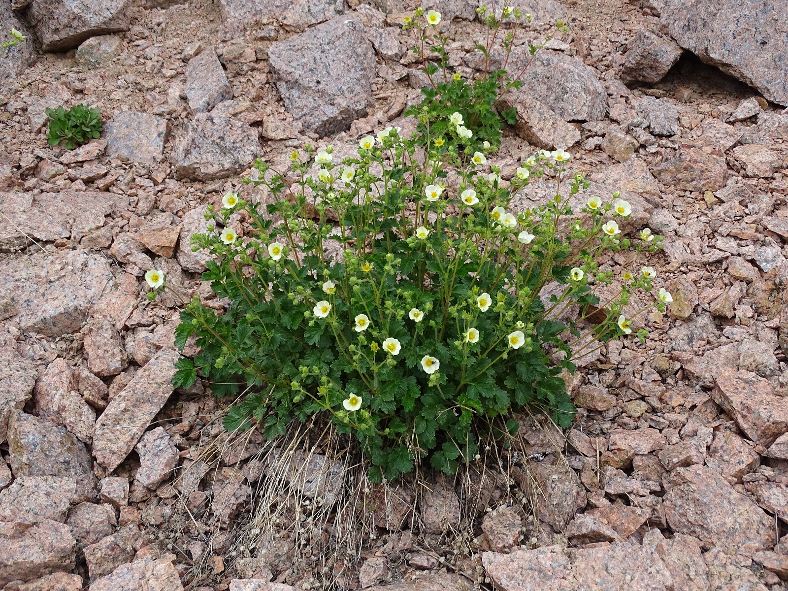 Prairiebreak: An album with a floral few gems from Northwestern Wyoming ...