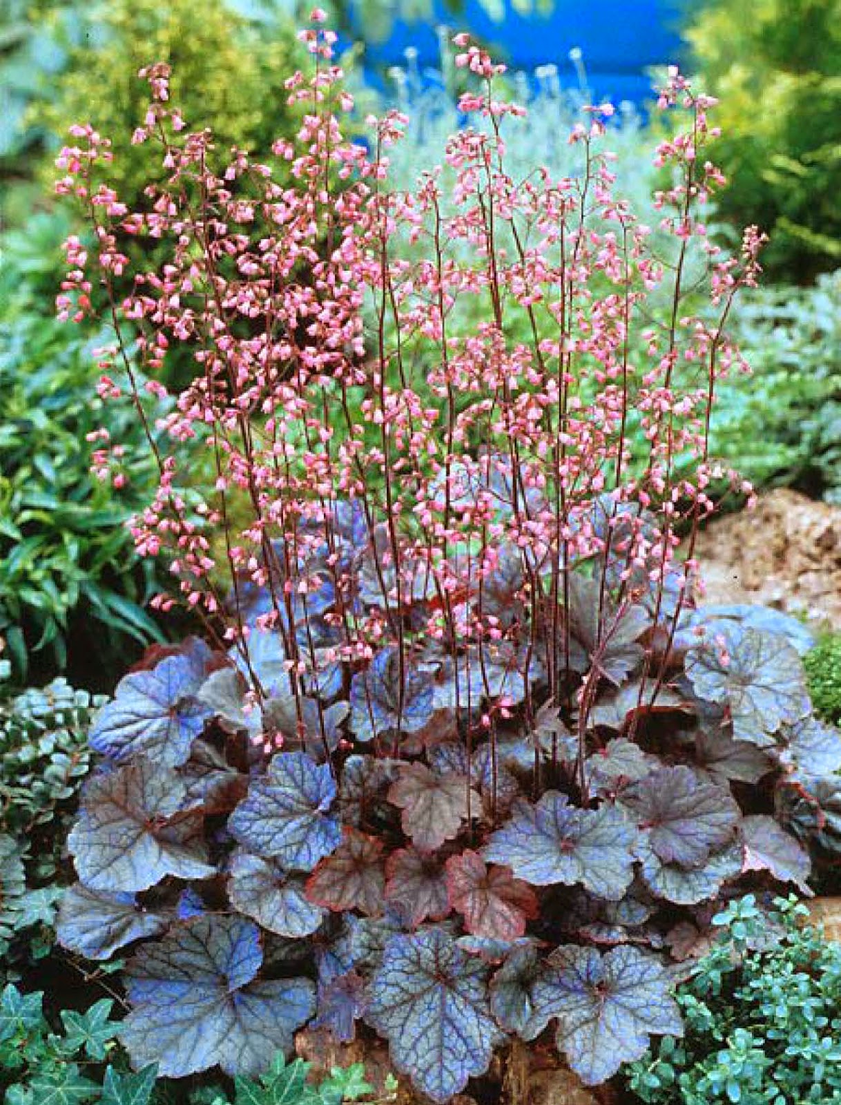 Beechwood Landscape Architecture and Construction: 'Regina' Heuchera ...
