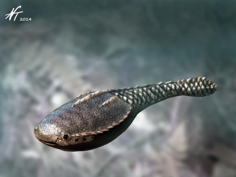 Paleoexhibit: Jawless armored fish from the Ordovician: the Astraspids ...